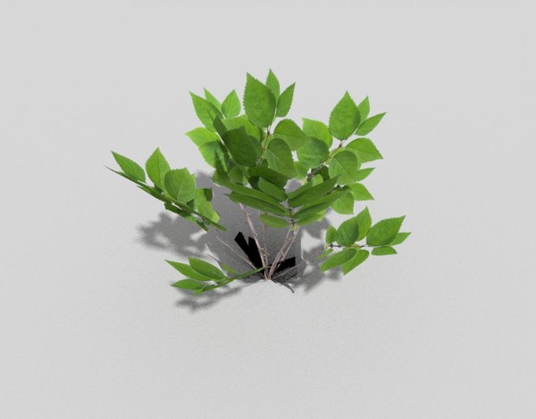 plants 3d model
