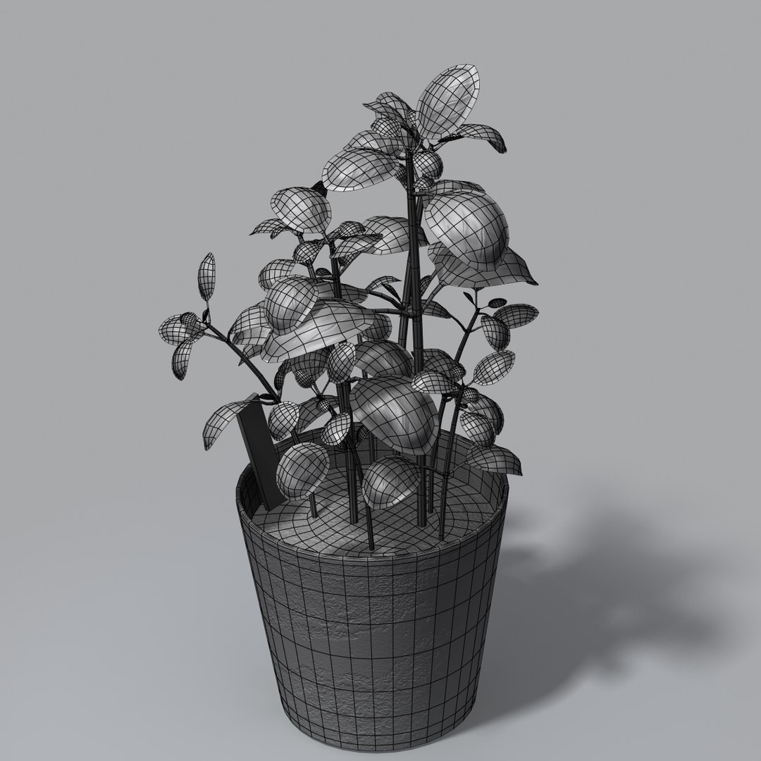 3d Basil Plant Model