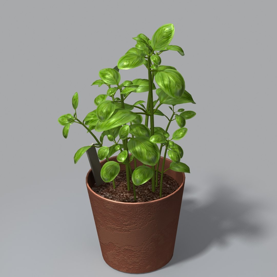 3d Basil Plant Model