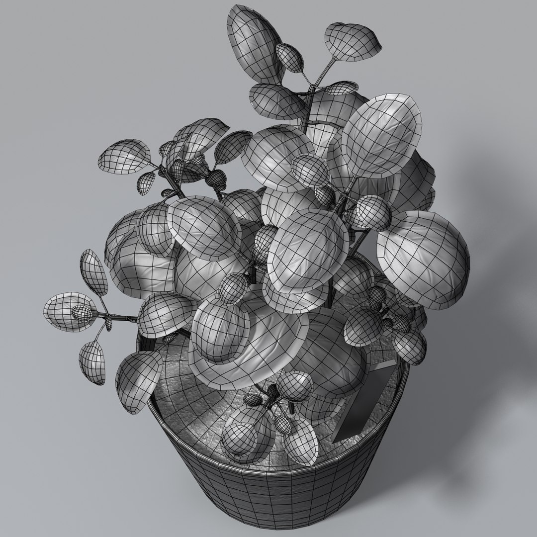 3d Basil Plant Model