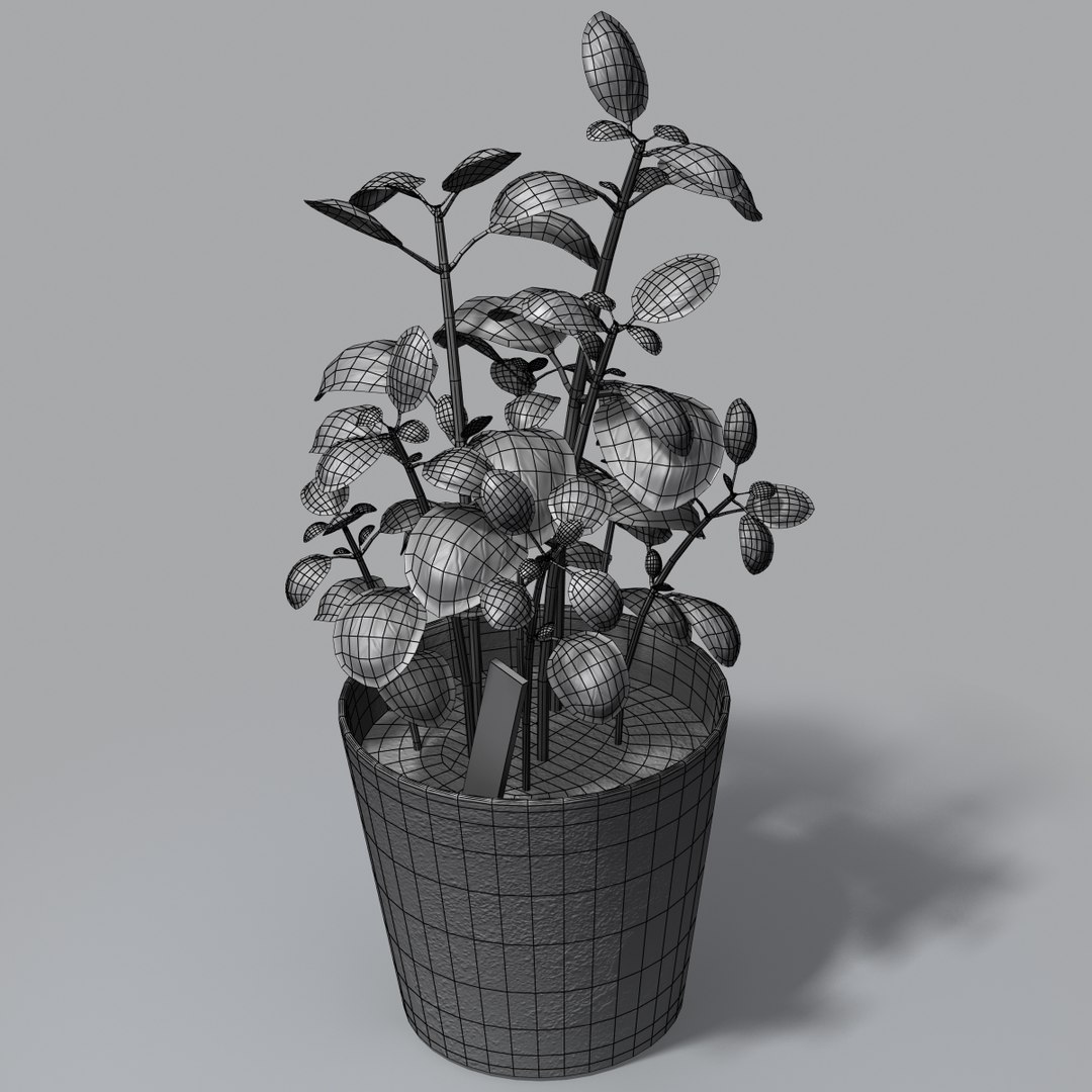 3d Basil Plant Model