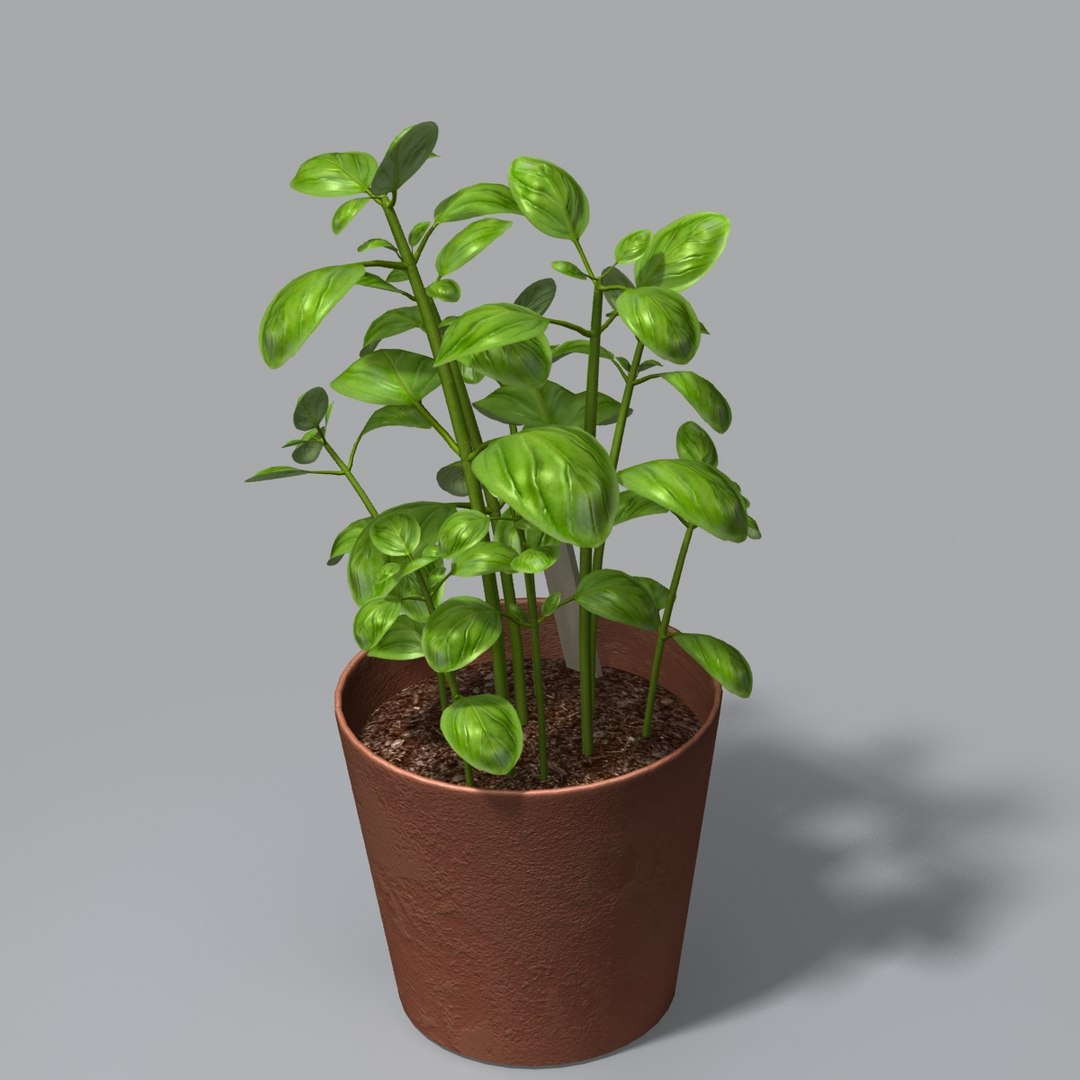 3d Basil Plant Model
