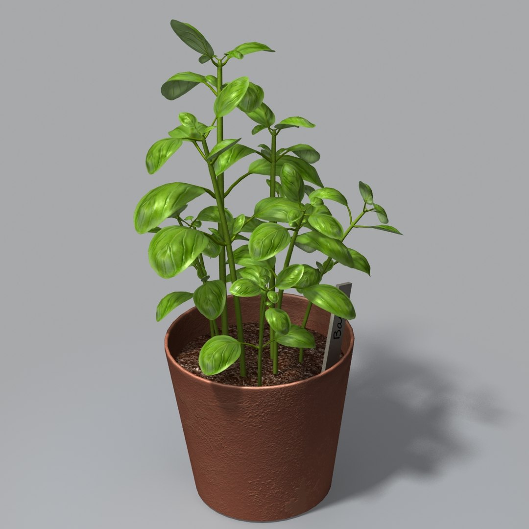 3d Basil Plant Model