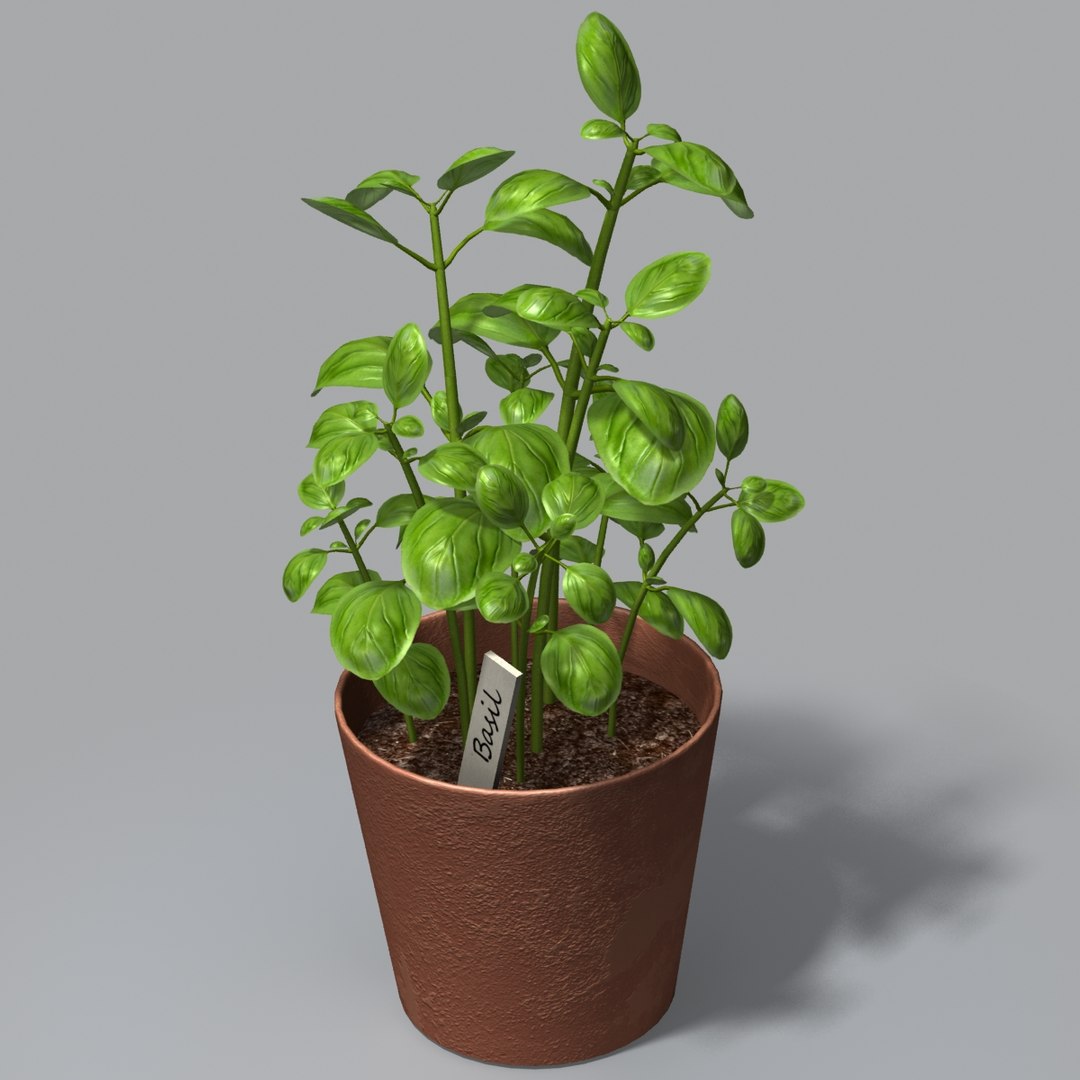 3d Basil Plant Model