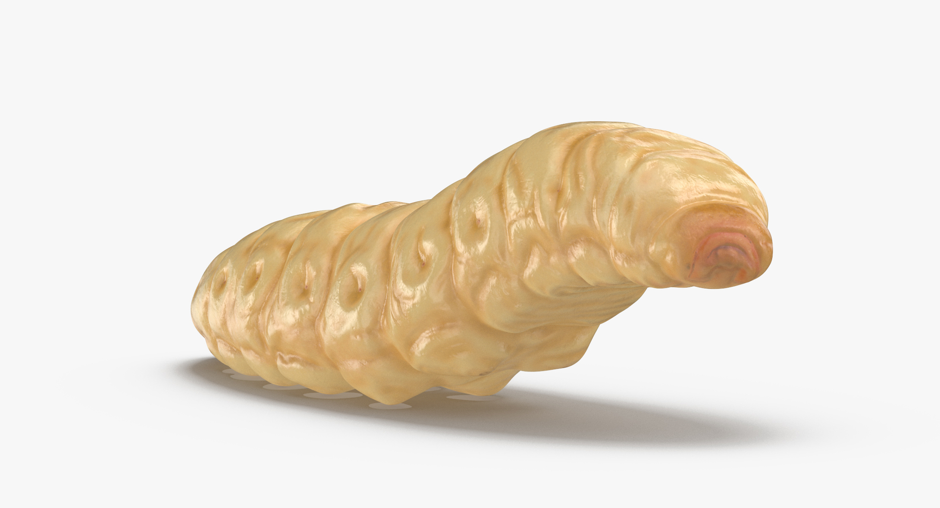 Maggot reaching 3D model - TurboSquid 1375520