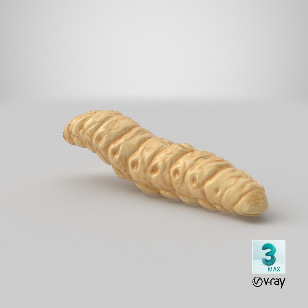 Maggot reaching 3D model - TurboSquid 1375520