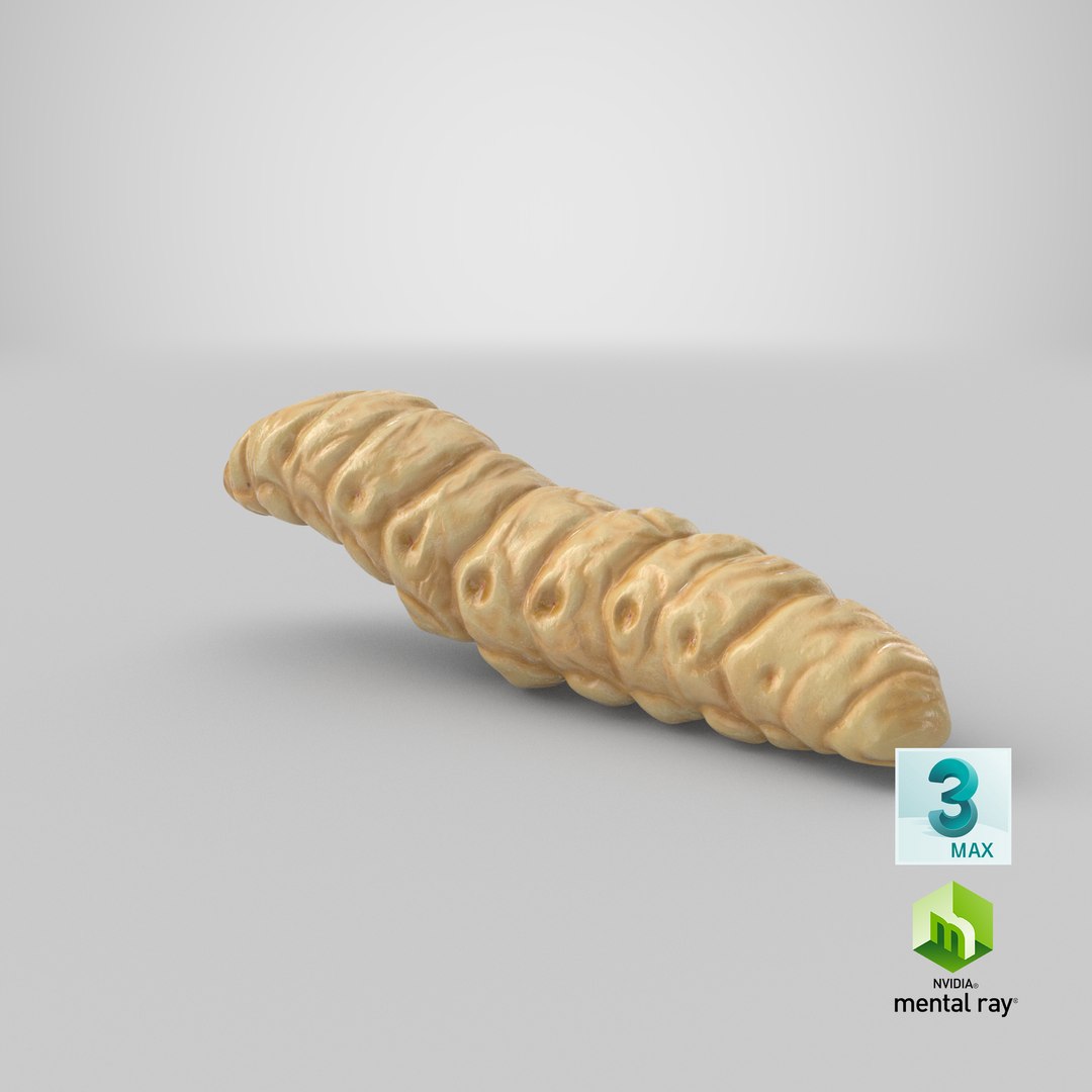 Maggot reaching 3D model - TurboSquid 1375520