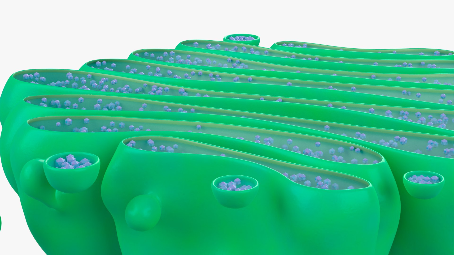 3D Golgi Apparatus Model - TurboSquid 1963101