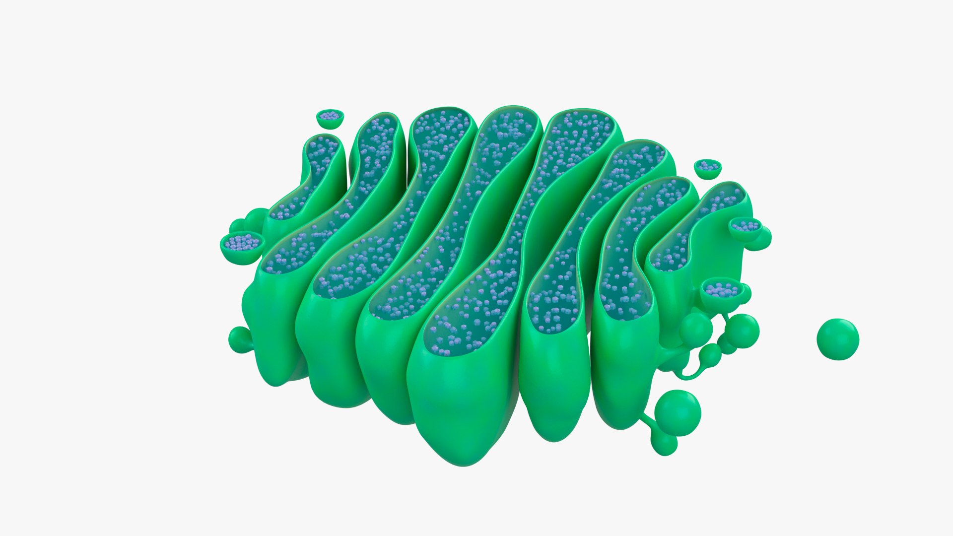 3D Golgi Apparatus Model - TurboSquid 1963101