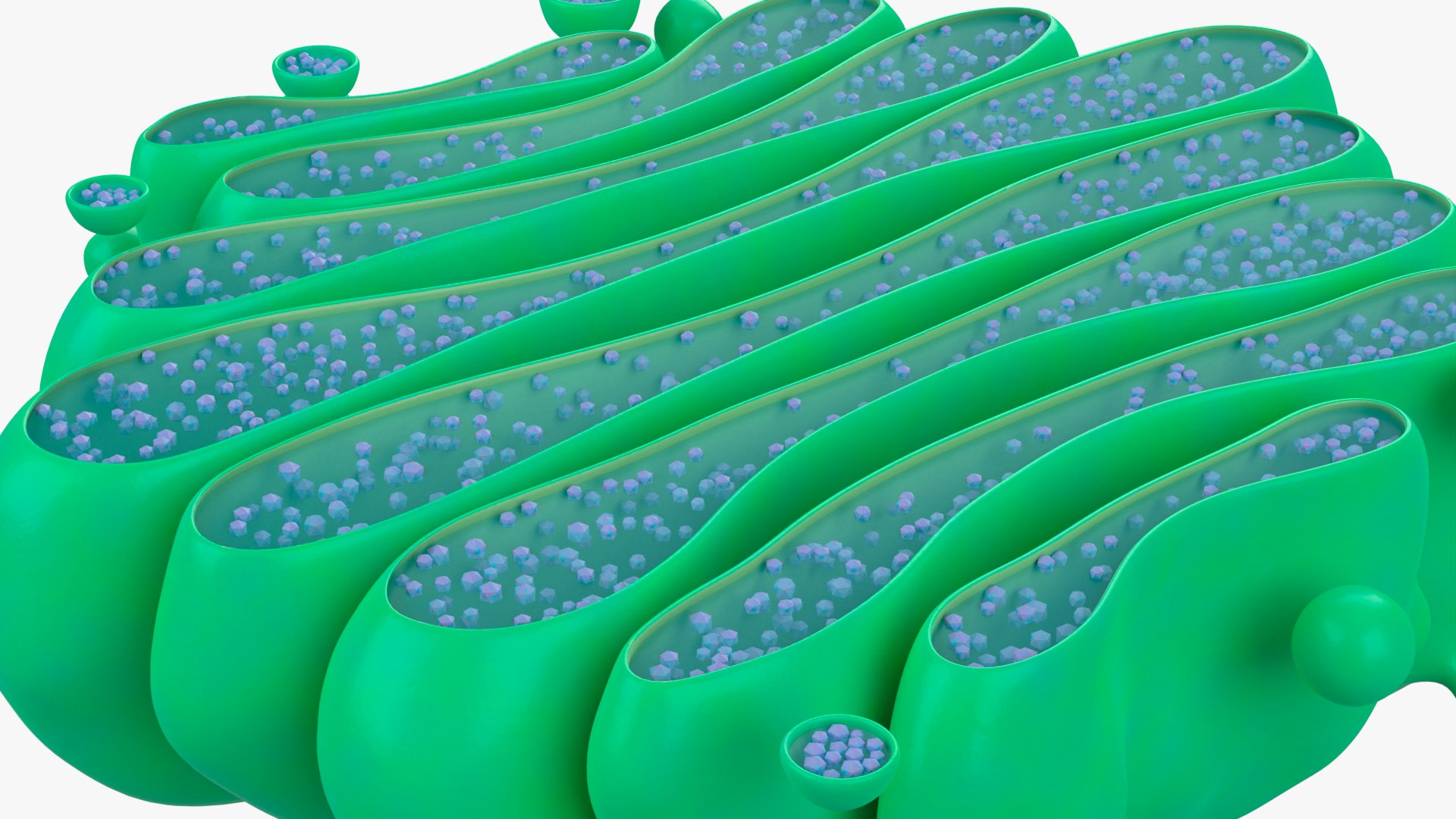 3D Golgi Apparatus Model - TurboSquid 1963101
