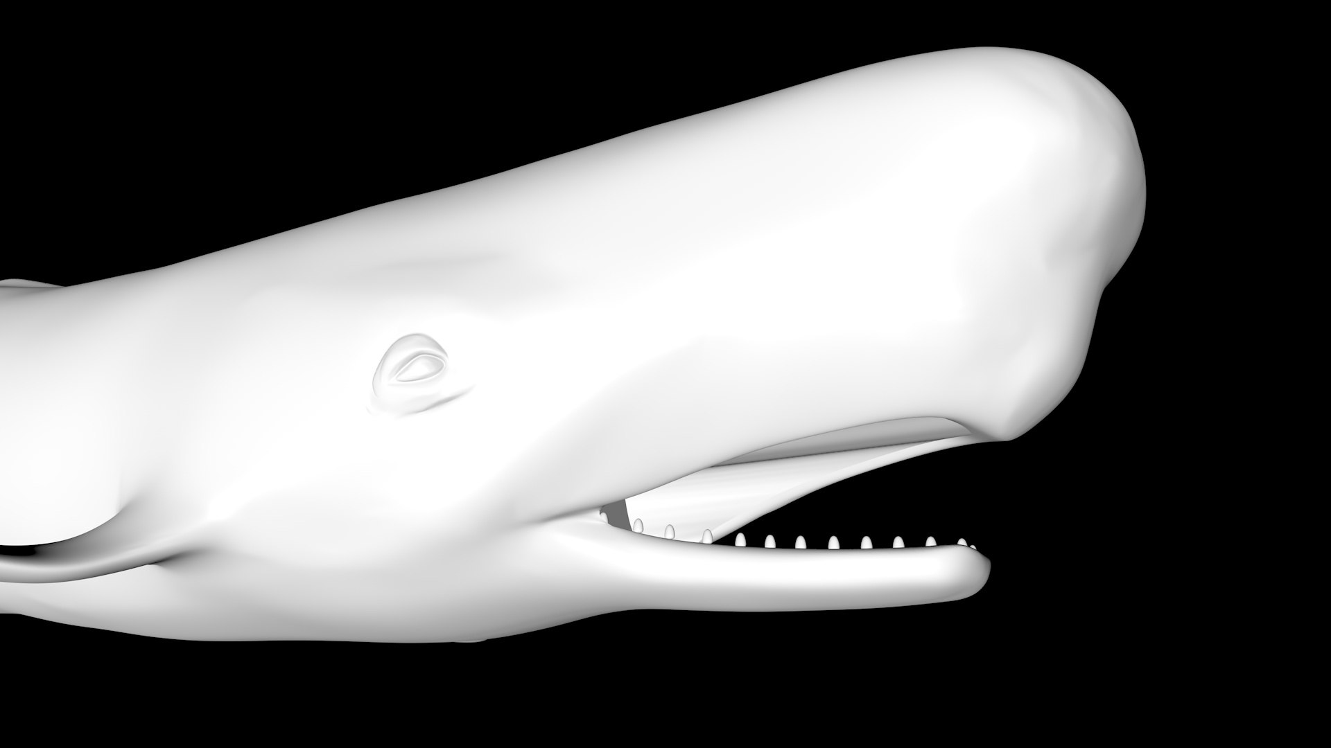 Sperm Whale 3D Model - TurboSquid 1690082