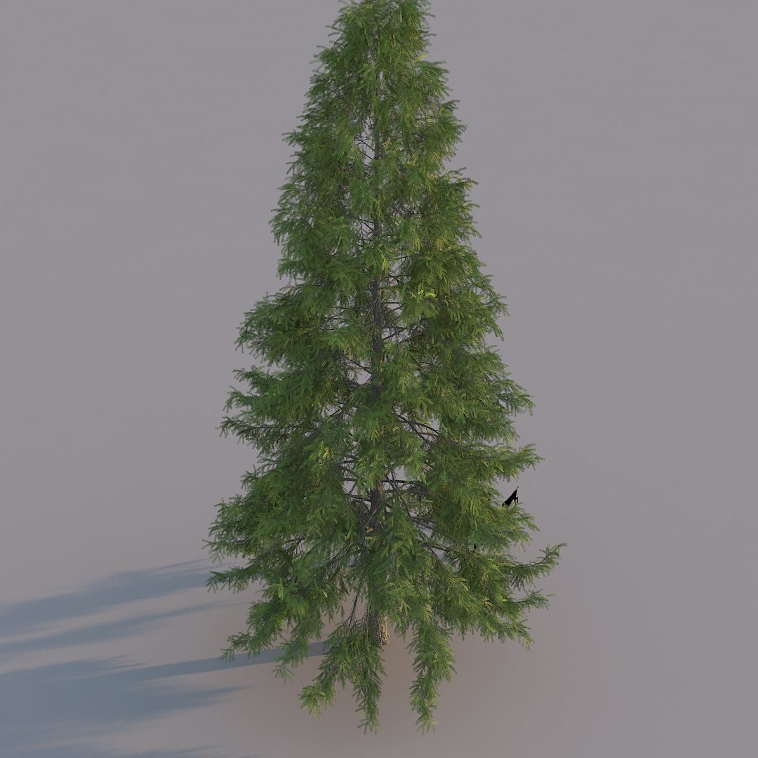 3d Model Of Spruce Tree