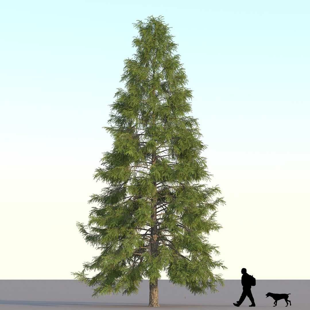3d Model Of Spruce Tree