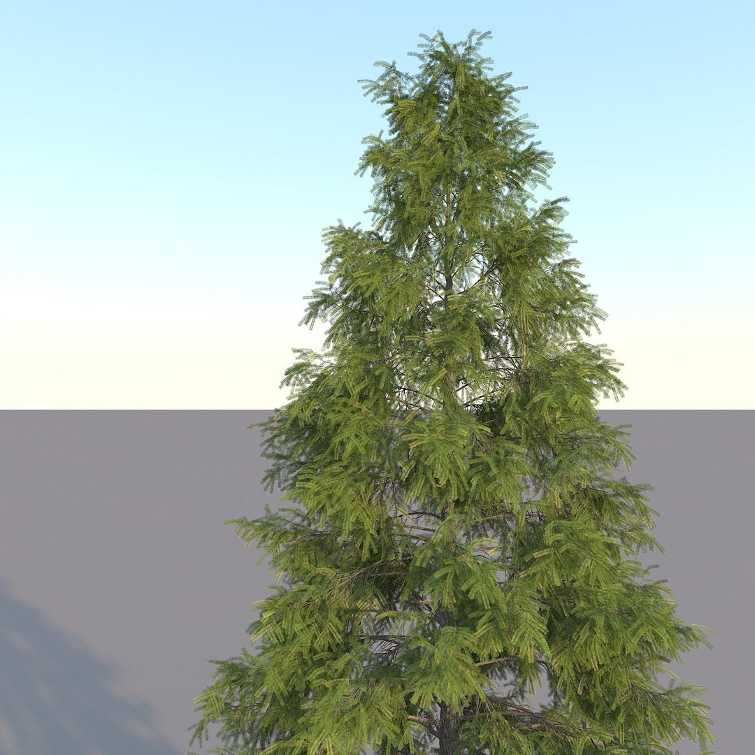 3d Model Of Spruce Tree