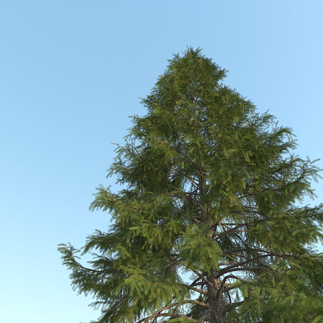 3d Model Of Spruce Tree