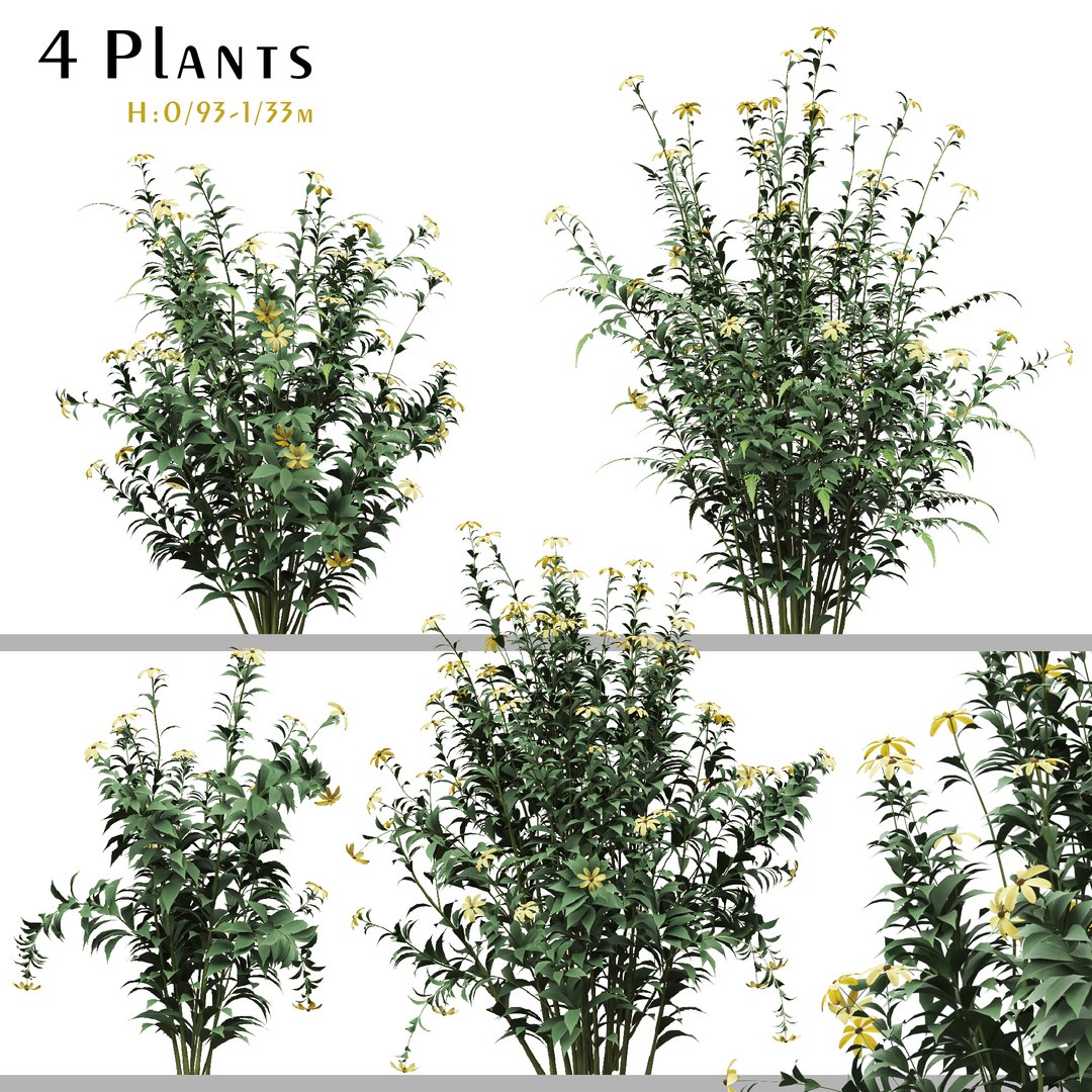 3D Set of Rudbeckia laciniata or cutleaf coneflower Plant model ...