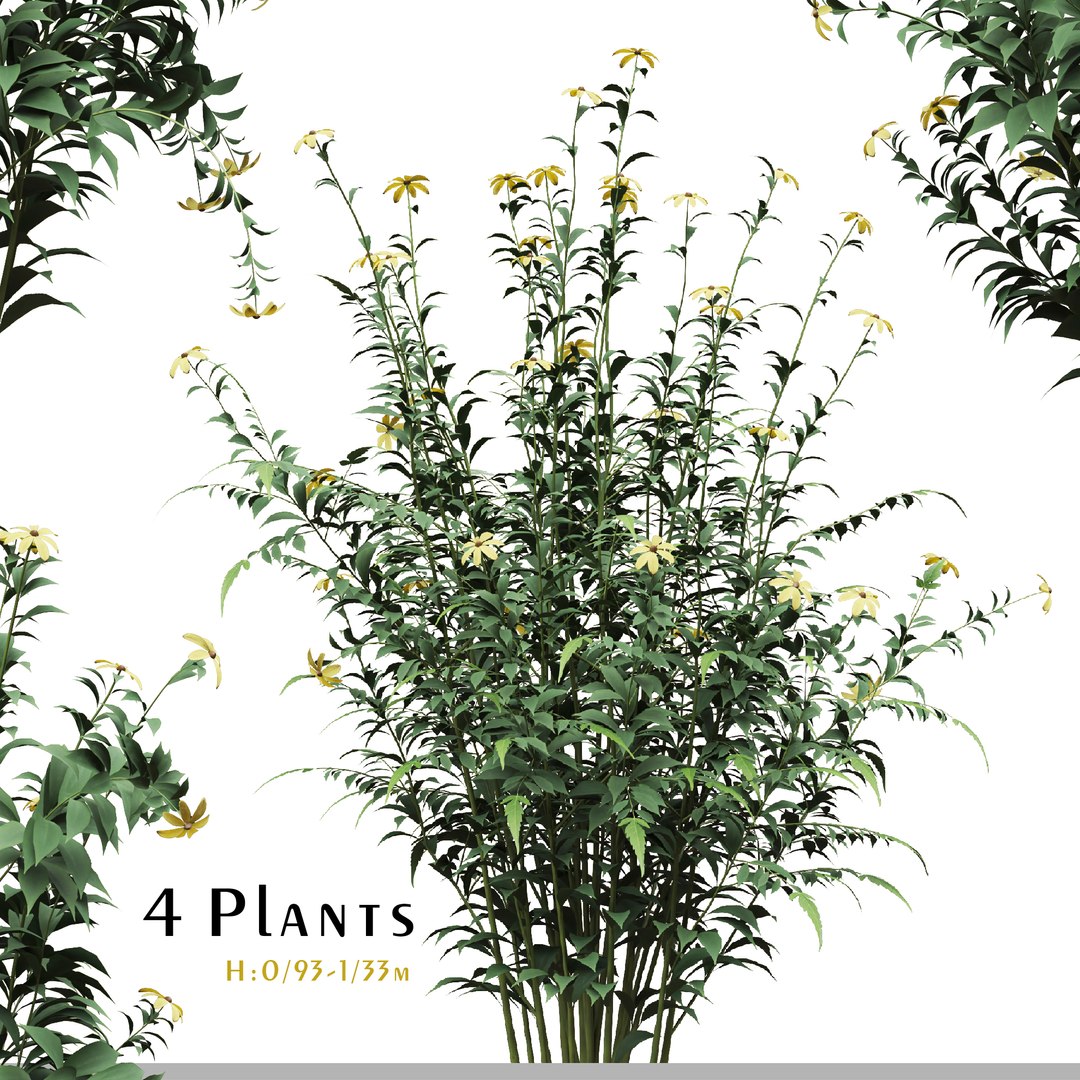 3D Set of Rudbeckia laciniata or cutleaf coneflower Plant model ...