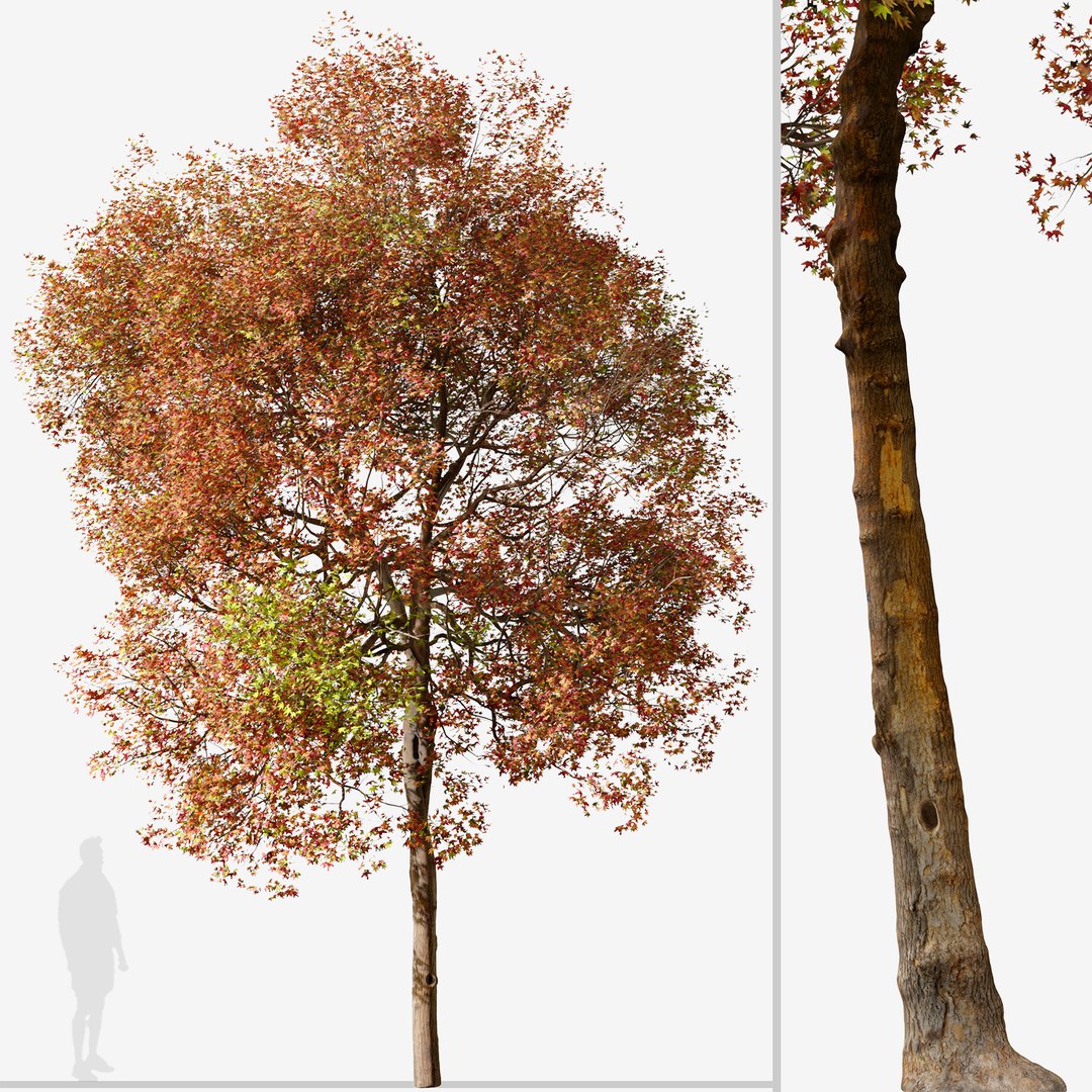 Set Of American Sweet Gum Or Liquidambar Styraciflua Tree 3D Model ...