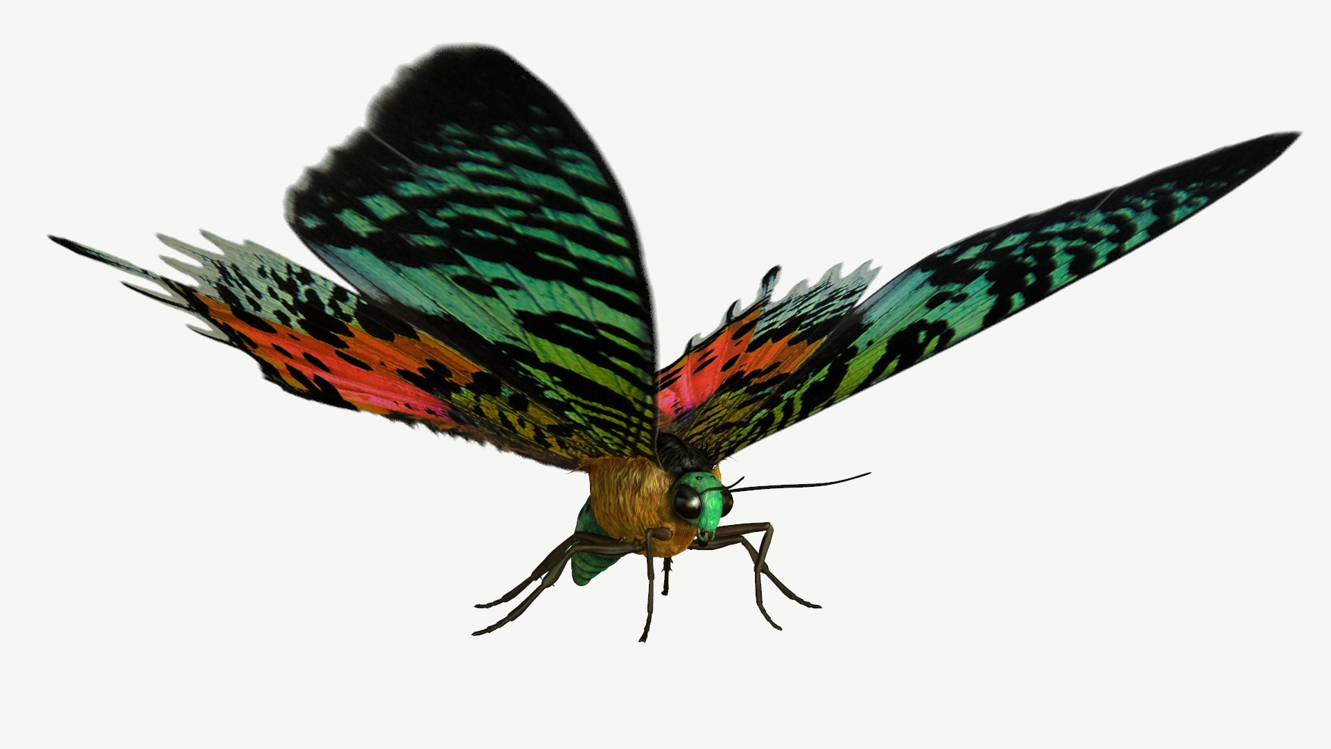 Madagascan Sunset Moth 3d Model