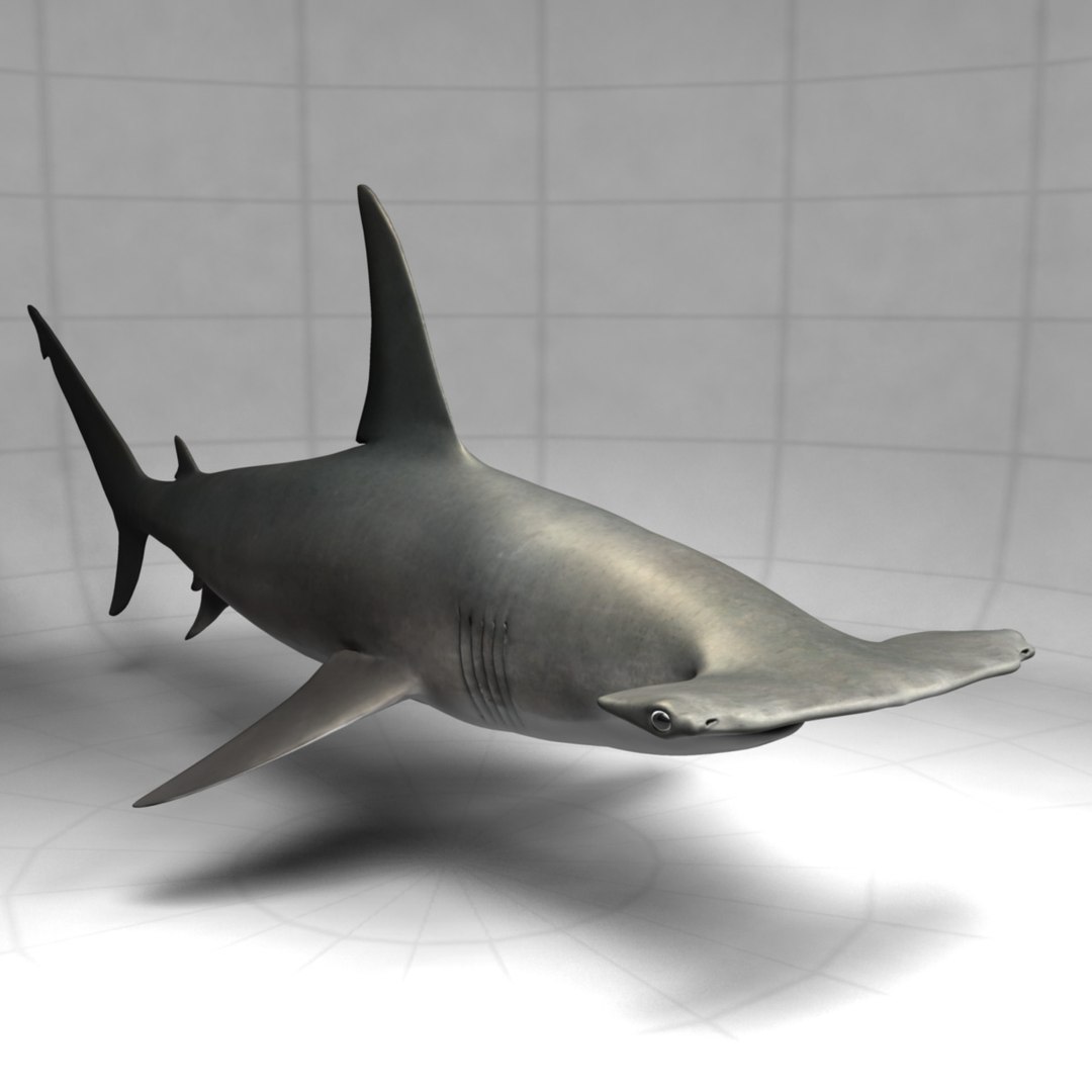 Shark Modeled 3d Model
