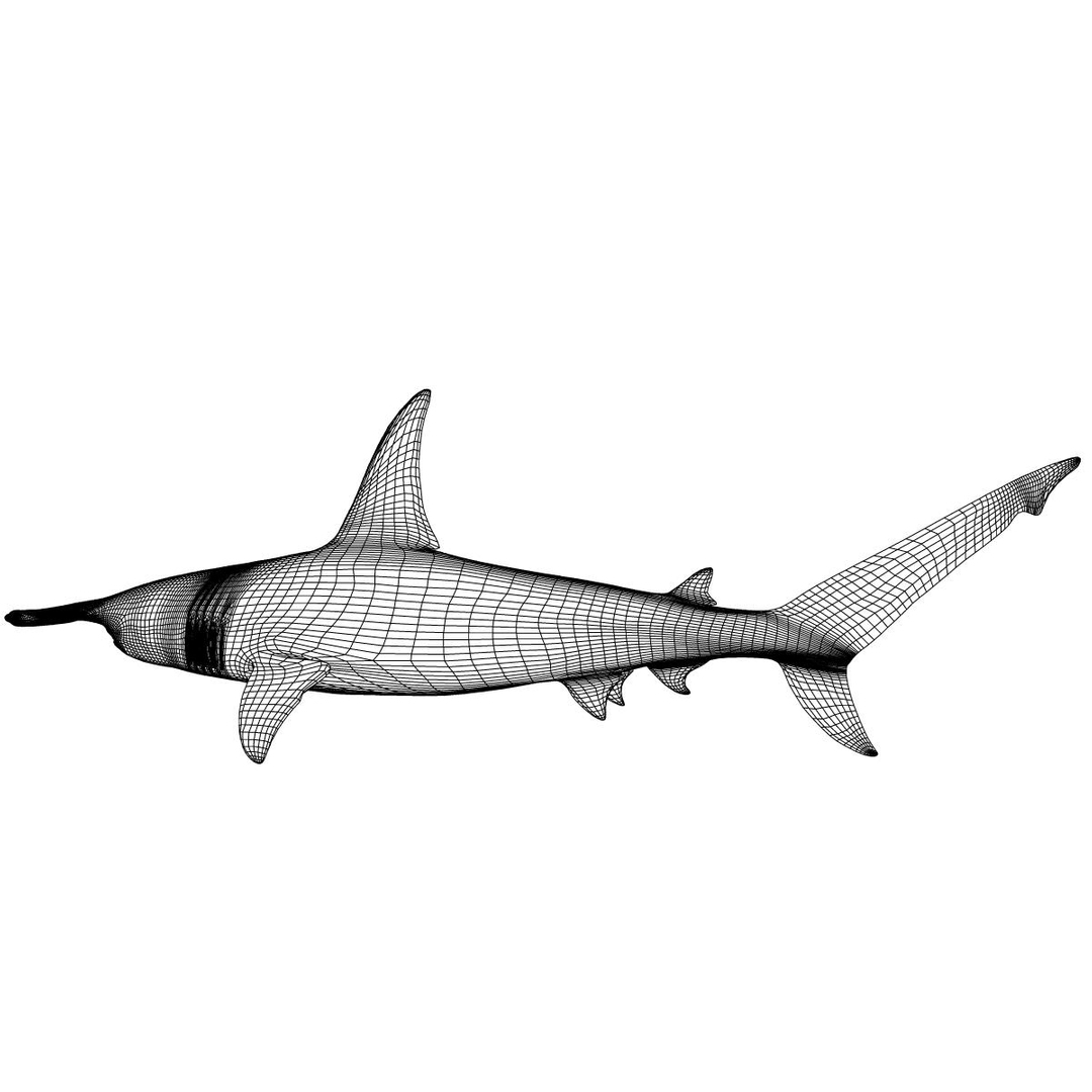 shark modeled 3d model