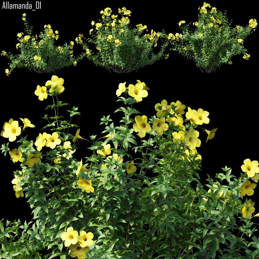 Allamanda Model - TurboSquid 1790681