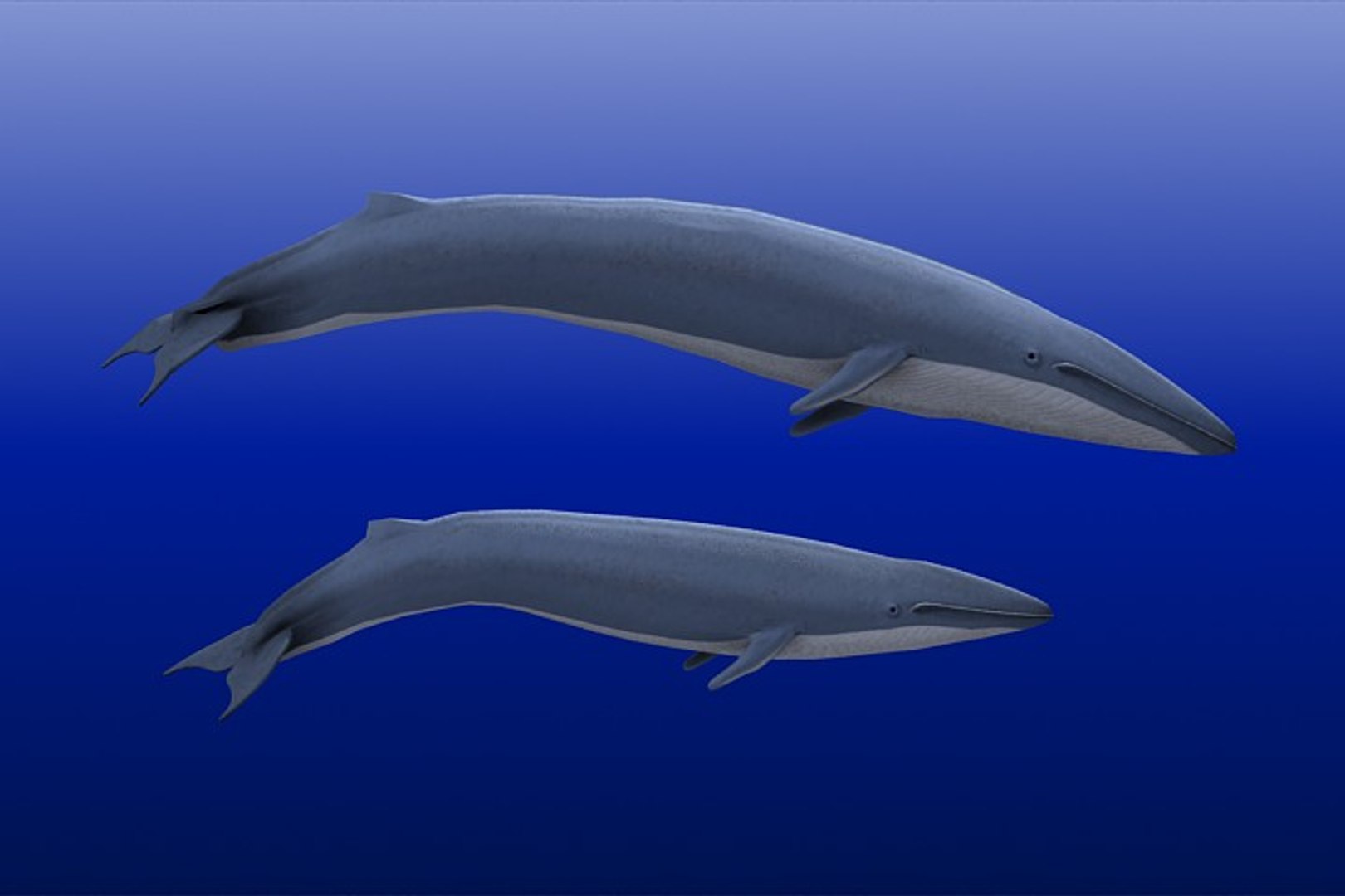 blue whale obj