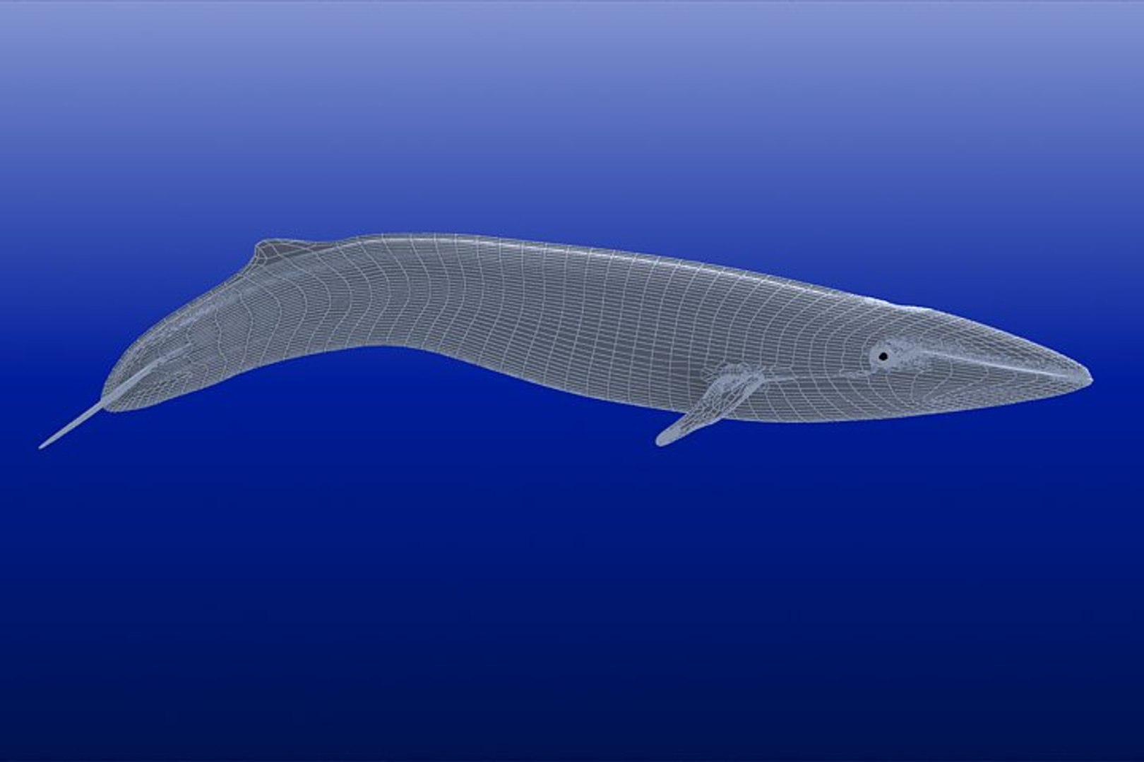 blue whale obj
