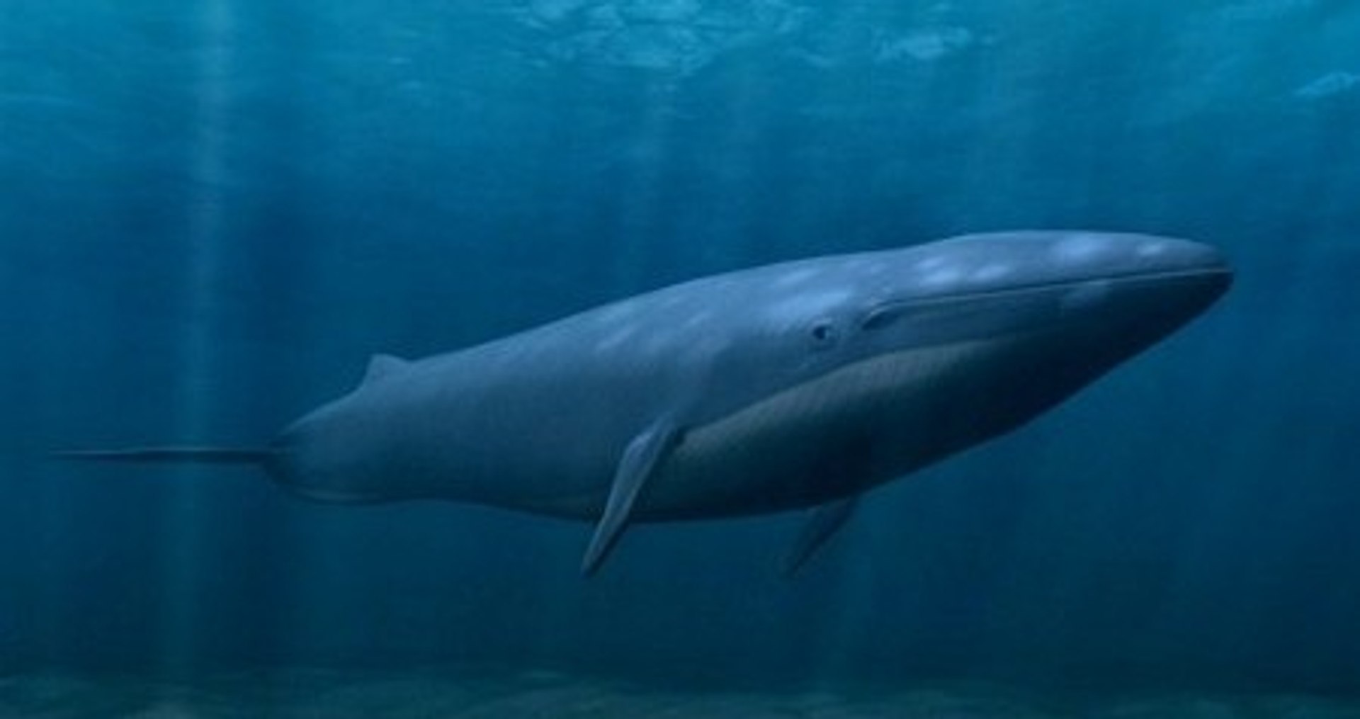 blue whale obj