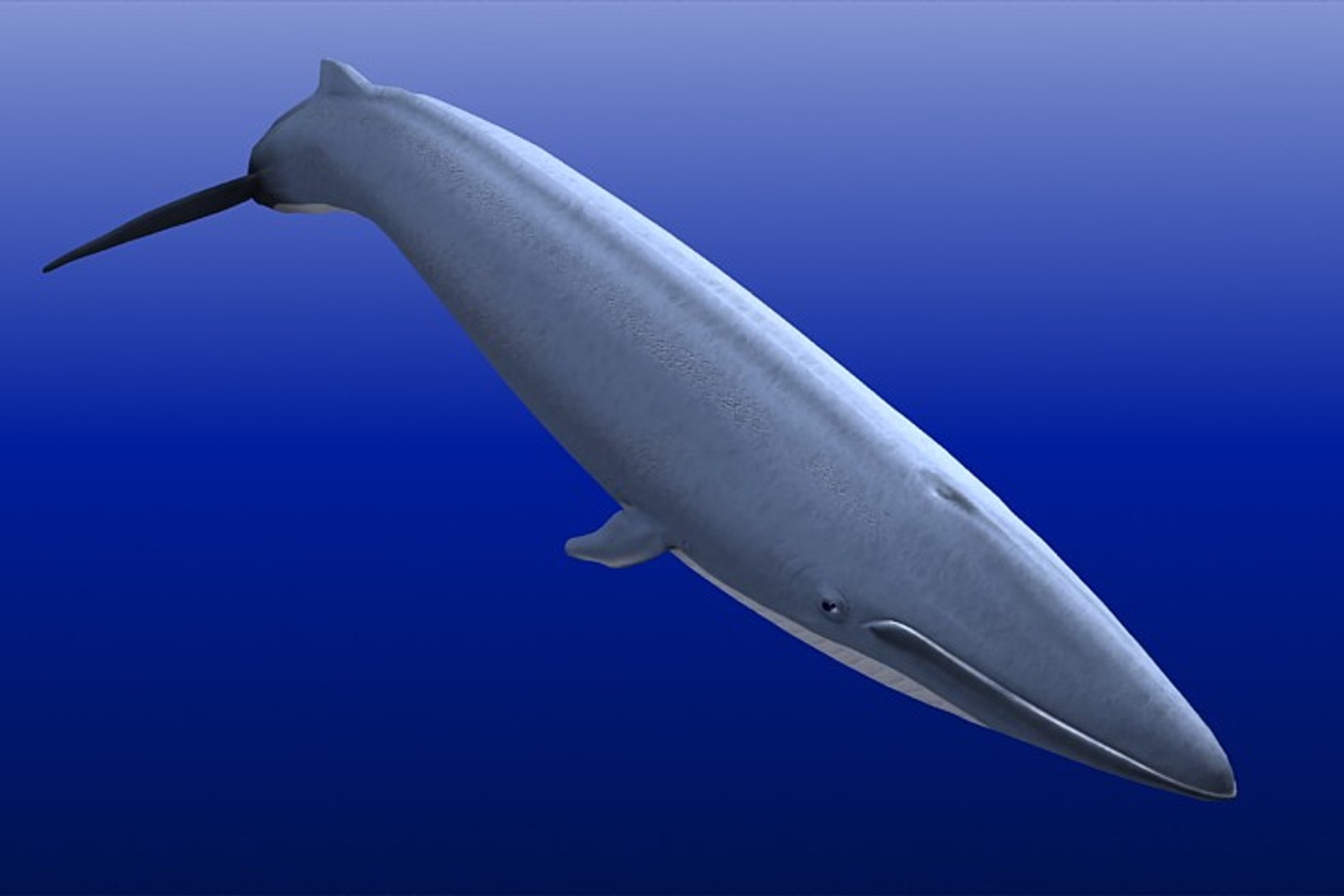 blue whale obj