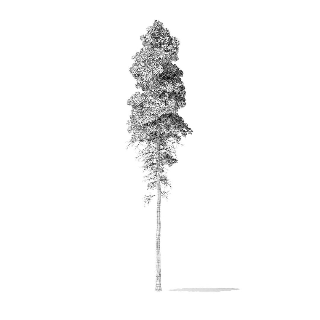 3D Model Quaking Aspen Tree 11m - TurboSquid 1458820