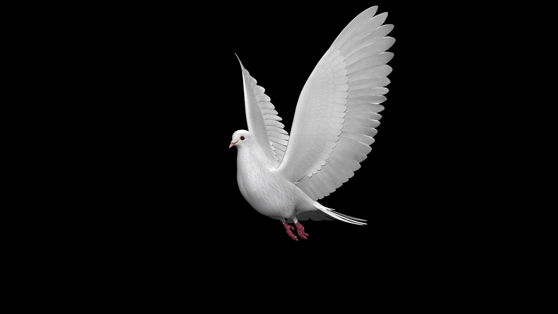 3ds Max Realistic Flying Dove