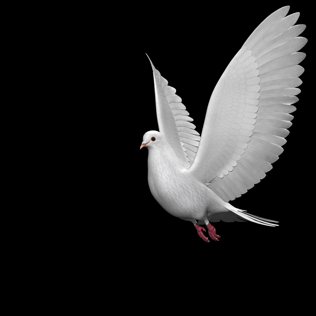 3ds max realistic flying dove