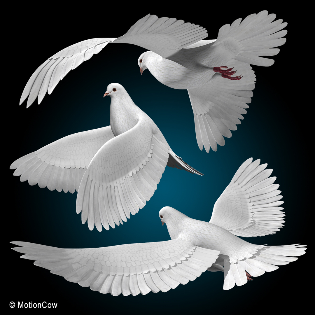 3ds max realistic flying dove
