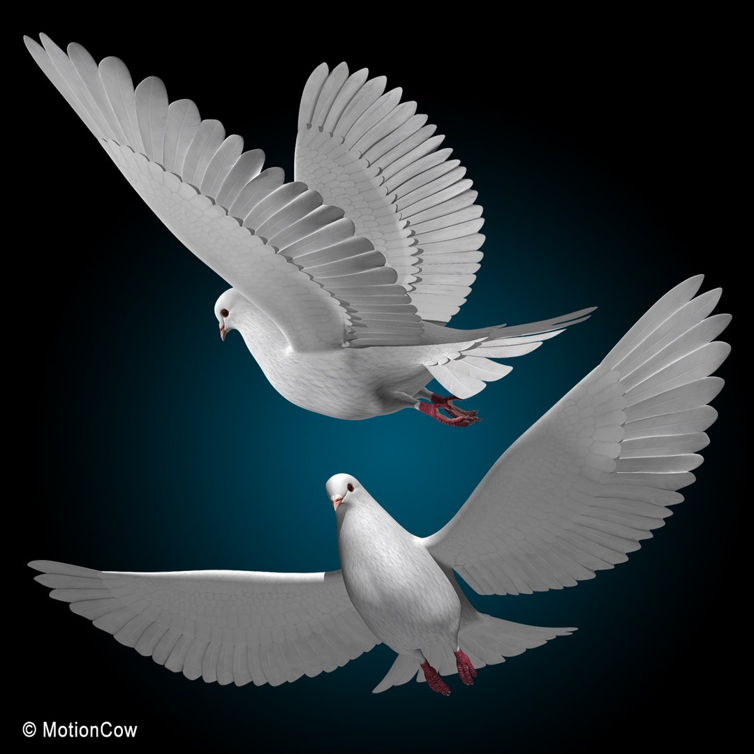 3ds Max Realistic Flying Dove