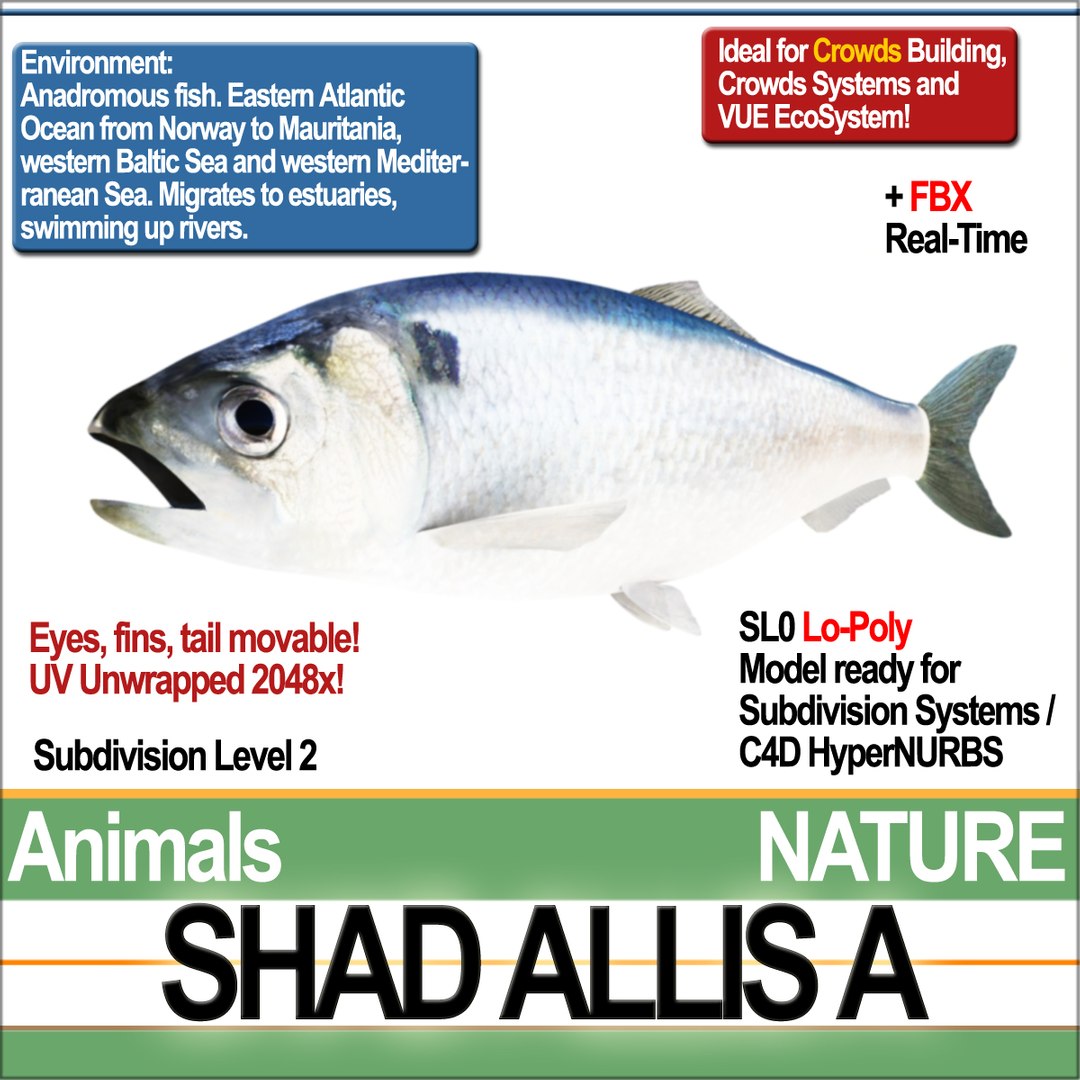 Allis Shad 3D Model - TurboSquid 1228811