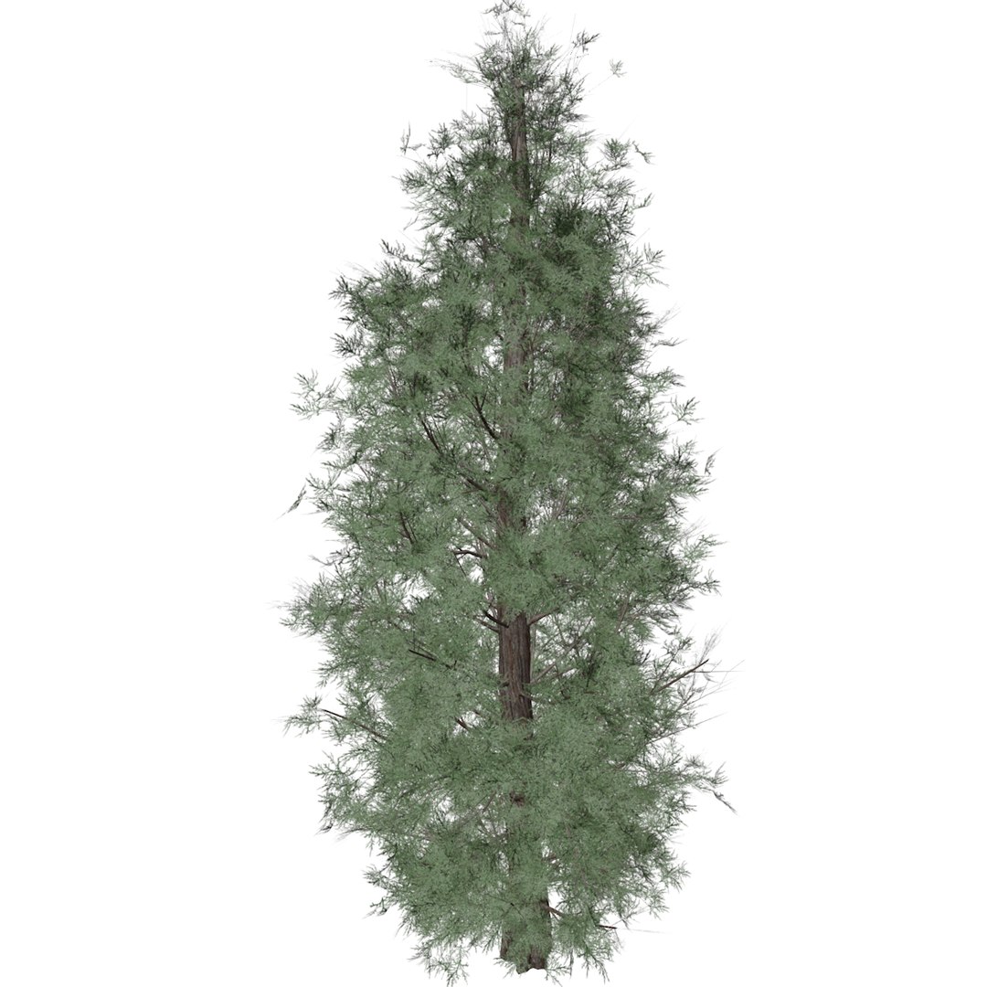 3D Eastern Red Cedar Tree - 06 - Model - TurboSquid 2373444
