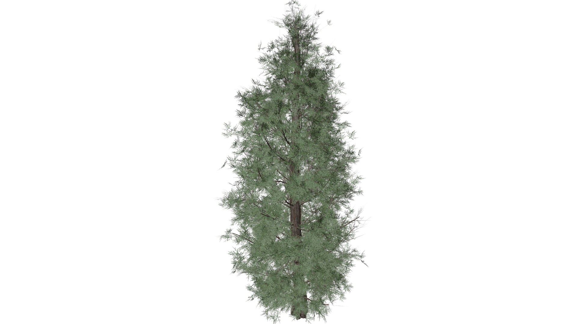 3D Eastern Red Cedar Tree - 06 - Model - TurboSquid 2373444
