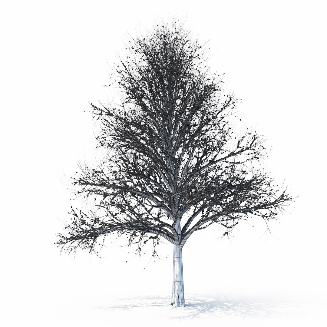 3D Winter Tree 01 Model - TurboSquid 1222162
