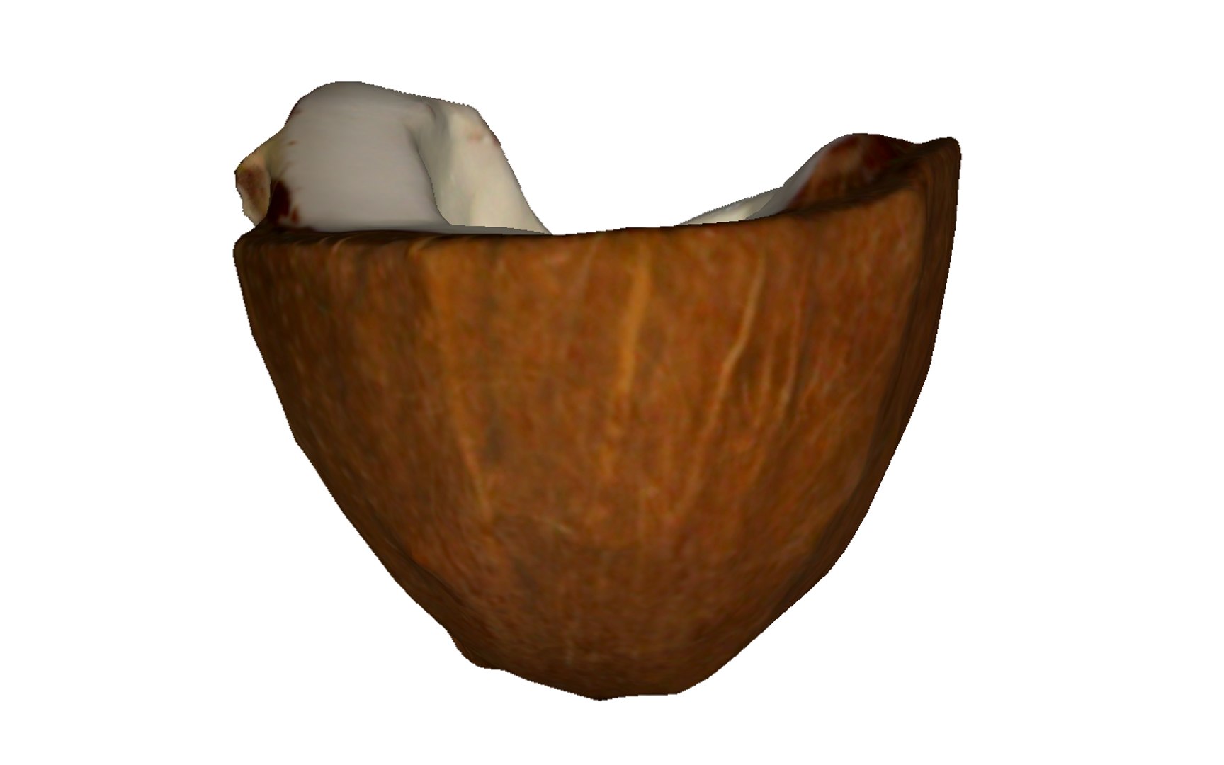 3D Half Coconut - TurboSquid 1635642