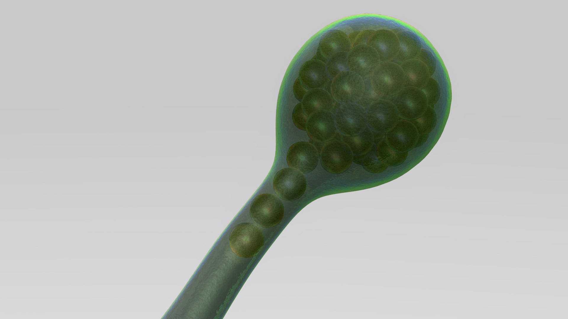 Oospores 3d Model