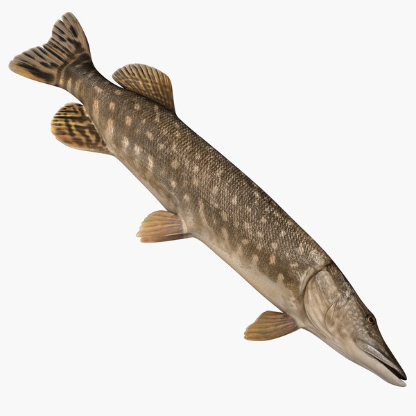 Pike Fish 3D Models for Download | TurboSquid