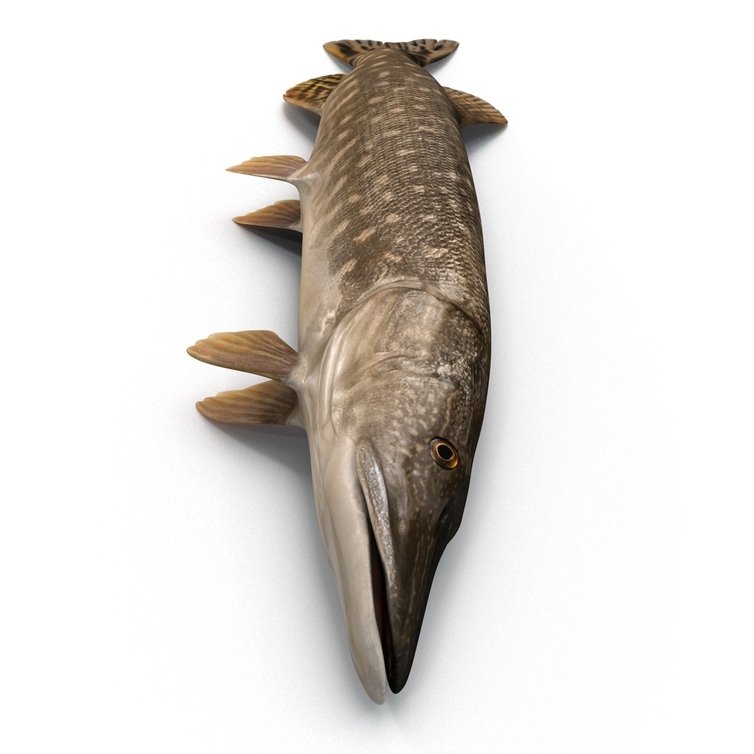 3ds Max Pike Fish