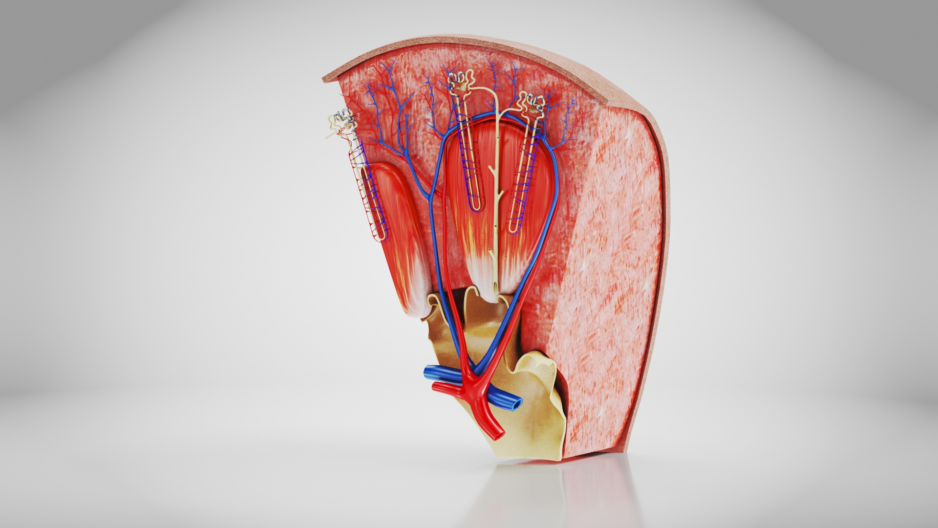 Kidney Section With Nephrons 3D Model - TurboSquid 2132501