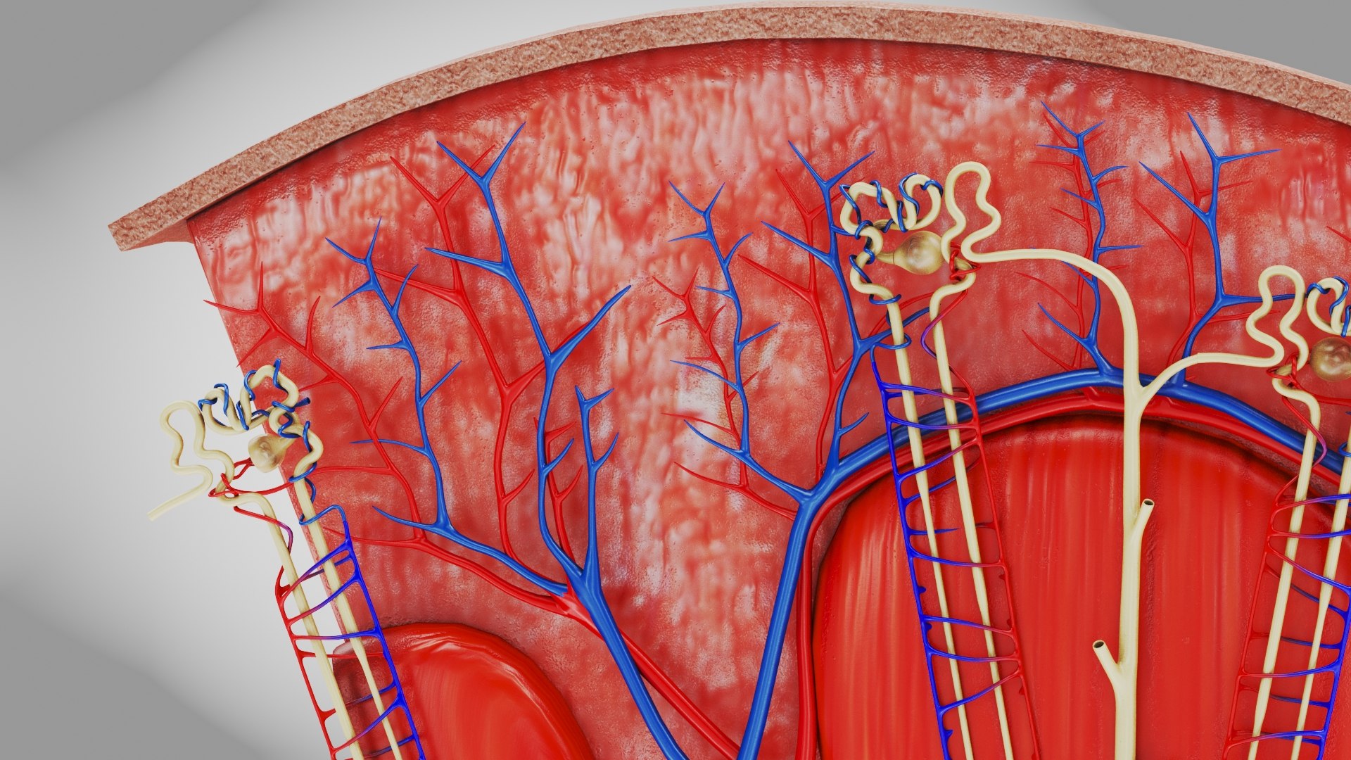 Kidney Section With Nephrons 3D Model - TurboSquid 2132501