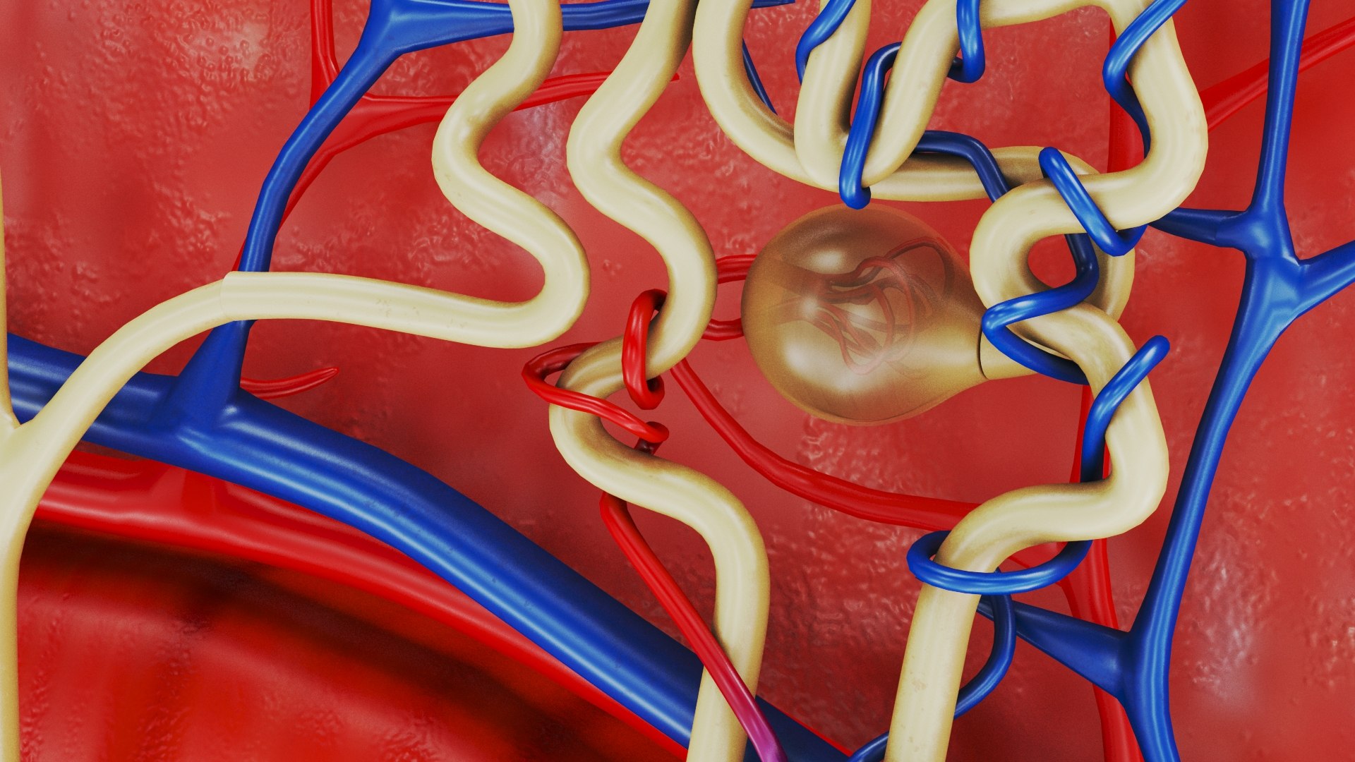 Kidney Section with Nephrons 3D model - TurboSquid 2132501