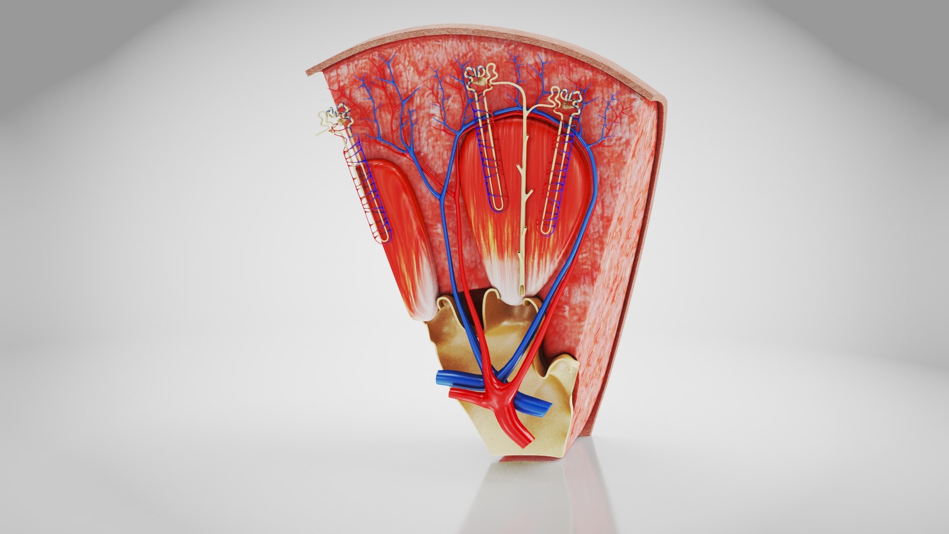 Kidney Section With Nephrons 3D Model - TurboSquid 2132501