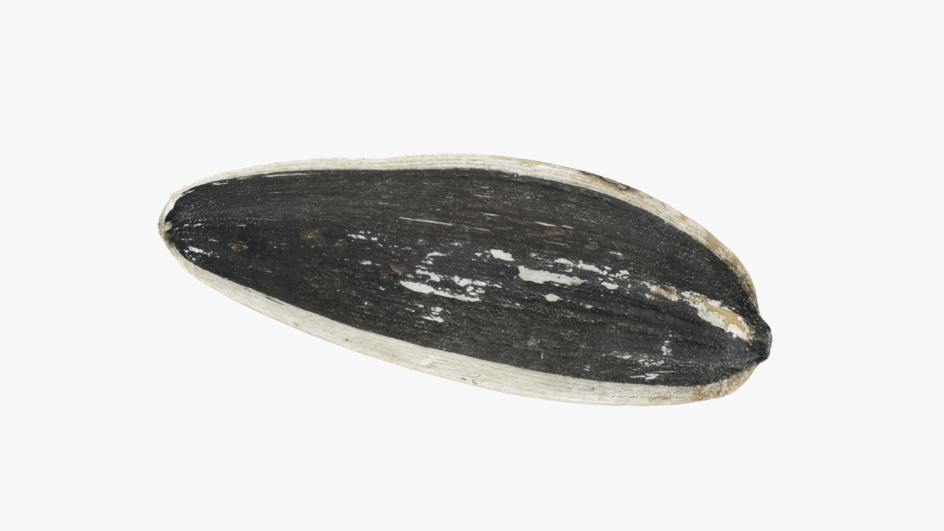 3D Model Sunflower Seed 03 - Raw Scan - TurboSquid 2496856