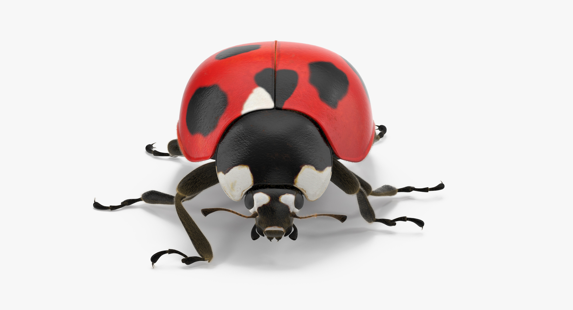 3d Model Ladybug Lady Bug