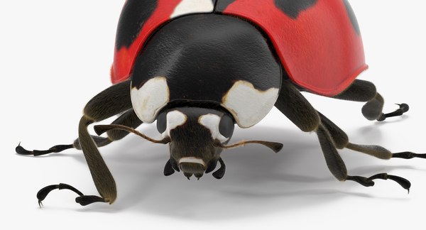 3d model ladybug lady bug